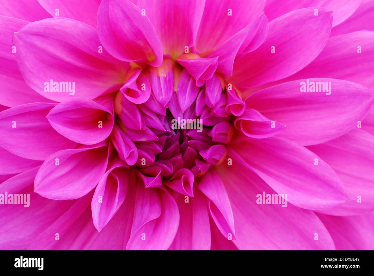 Dahlia spec hi-res stock photography and images - Alamy