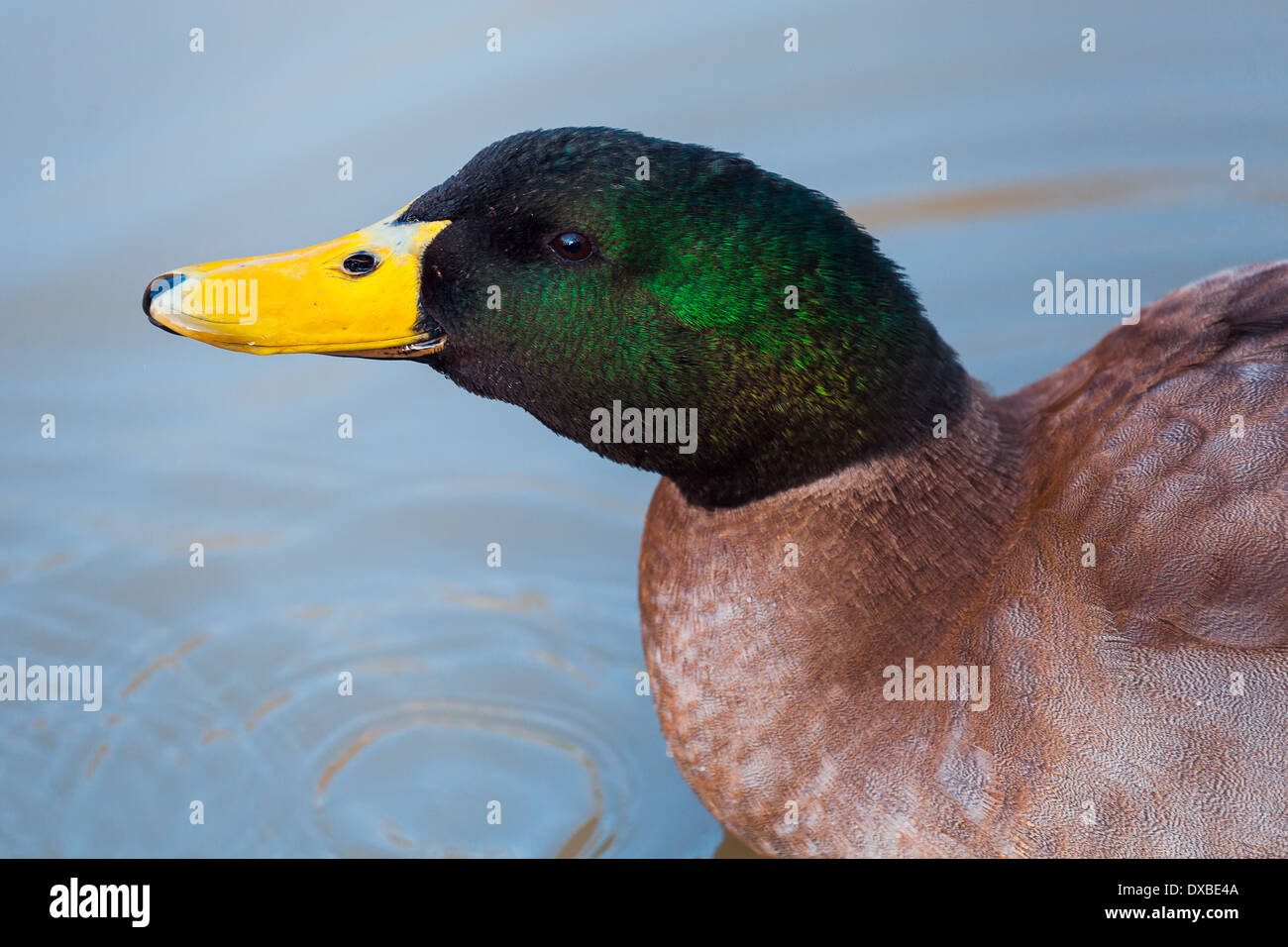 Funny mallard hi-res stock photography and images - Alamy