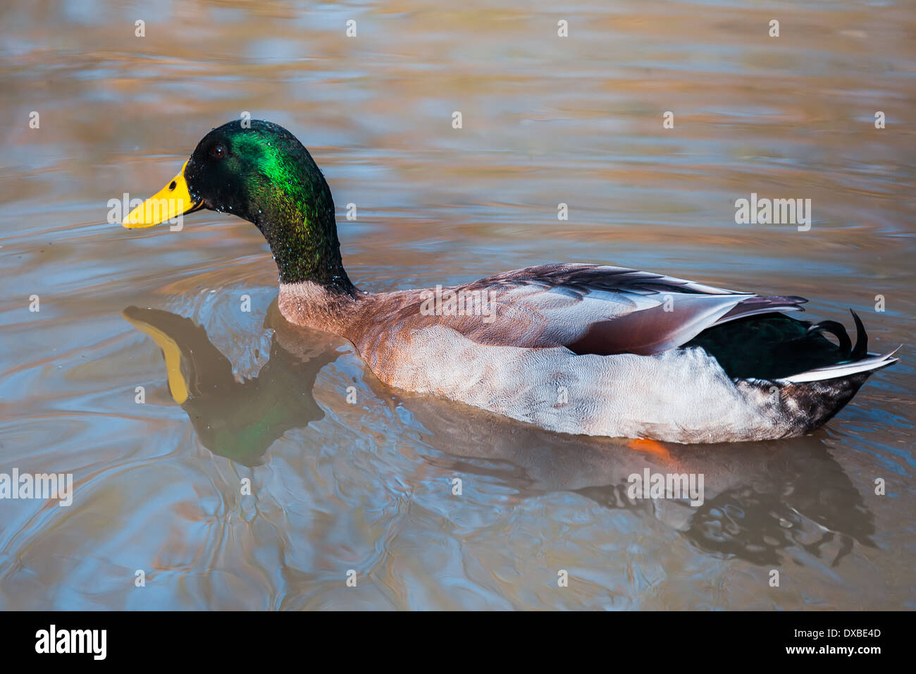 Mallard swim hi-res stock photography and images - Alamy