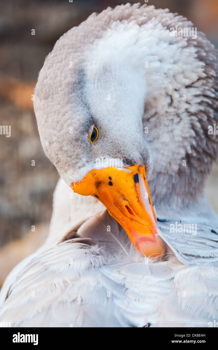 Domestic goose head hi-res stock photography and images - Alamy