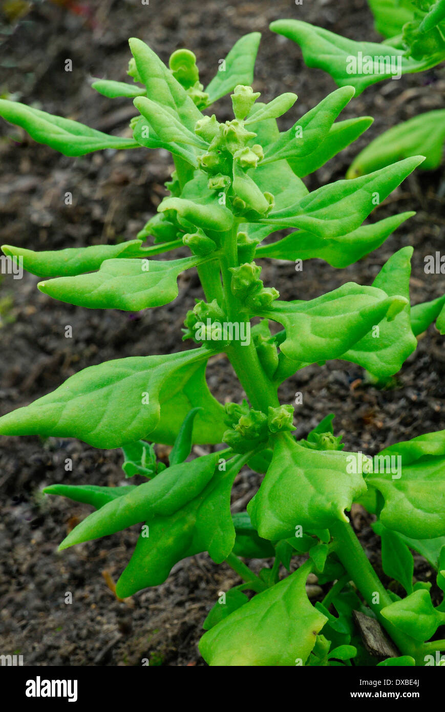 Tetragonia tetragonioides hi-res stock photography and images - Alamy
