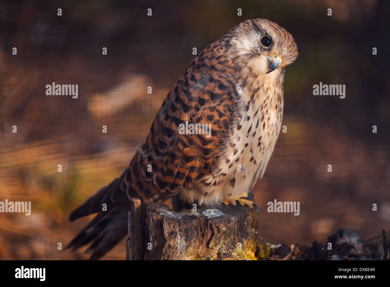 Kestrel on gate hi-res stock photography and images - Alamy