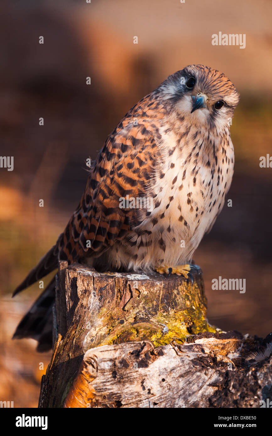 Brown kestrel hi-res stock photography and images - Alamy
