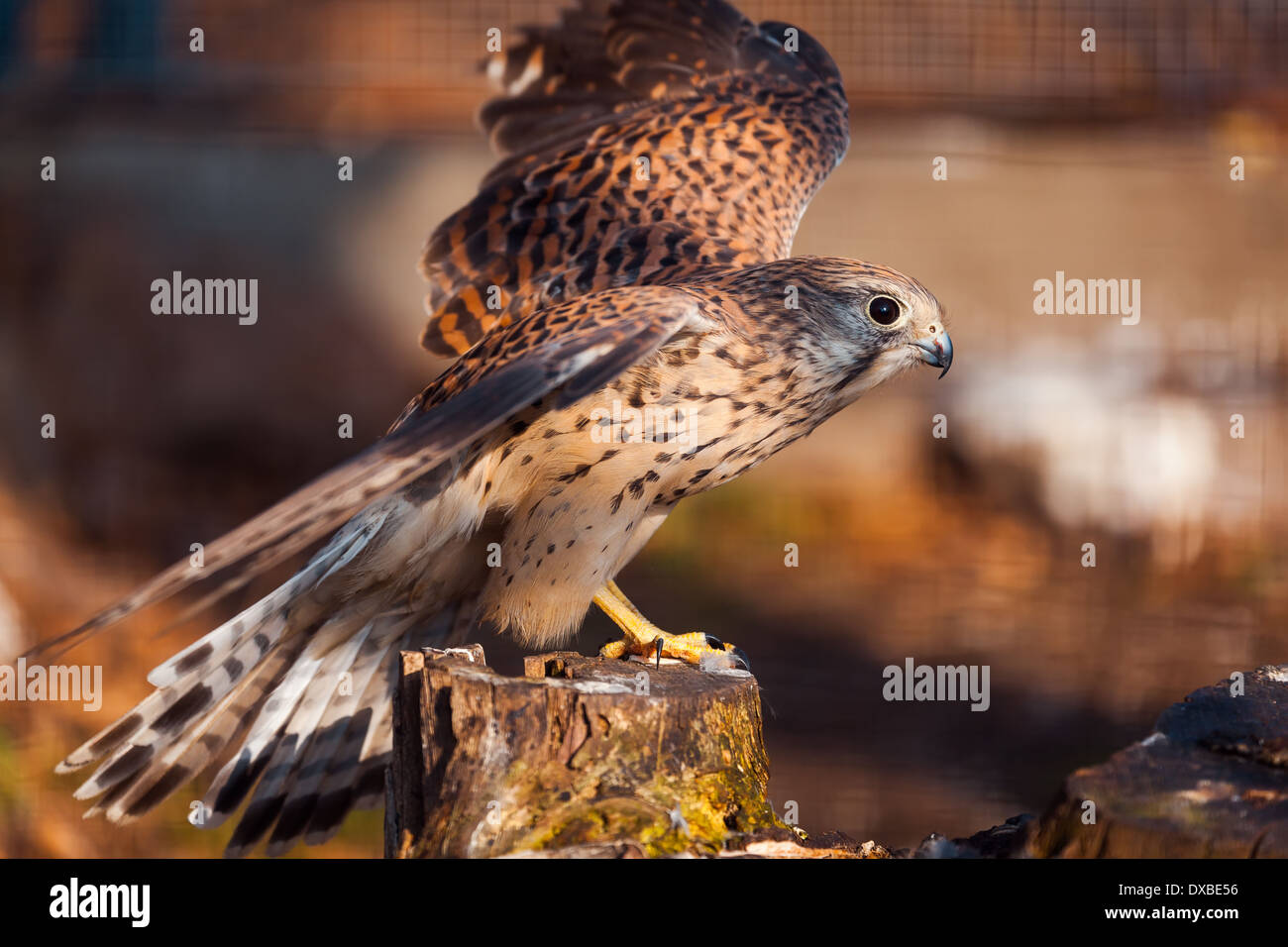 Kestrel with outstretched wings hi-res stock photography and images - Alamy