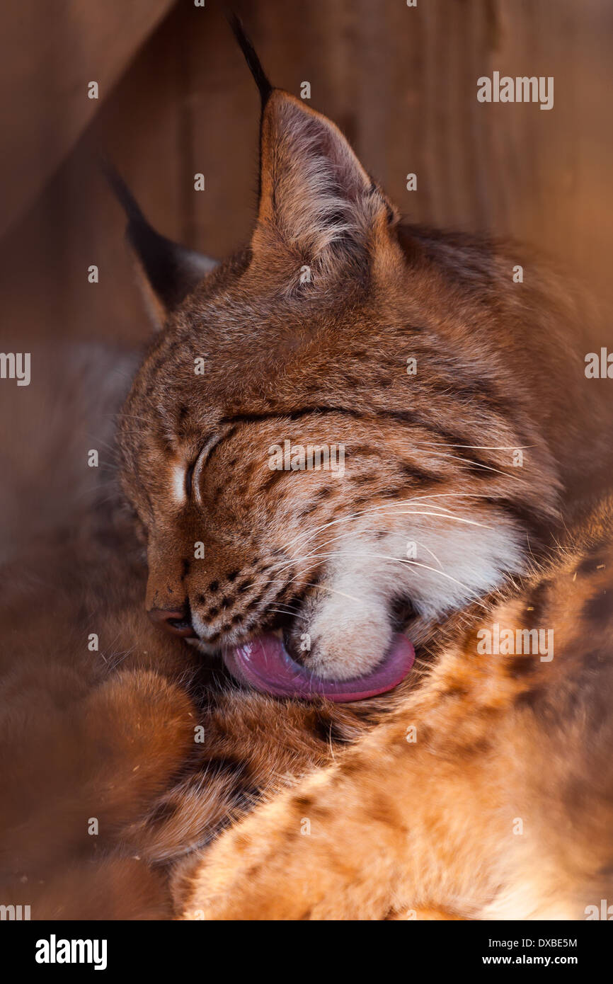 Portrait lynx lynx hi-res stock photography and images - Alamy