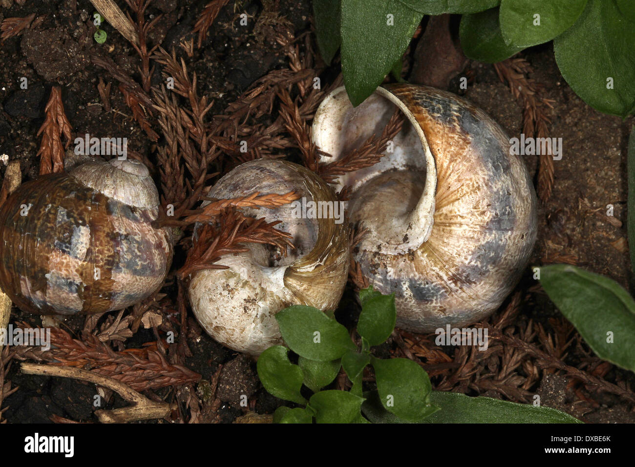 Snail shells hi-res stock photography and images - Alamy