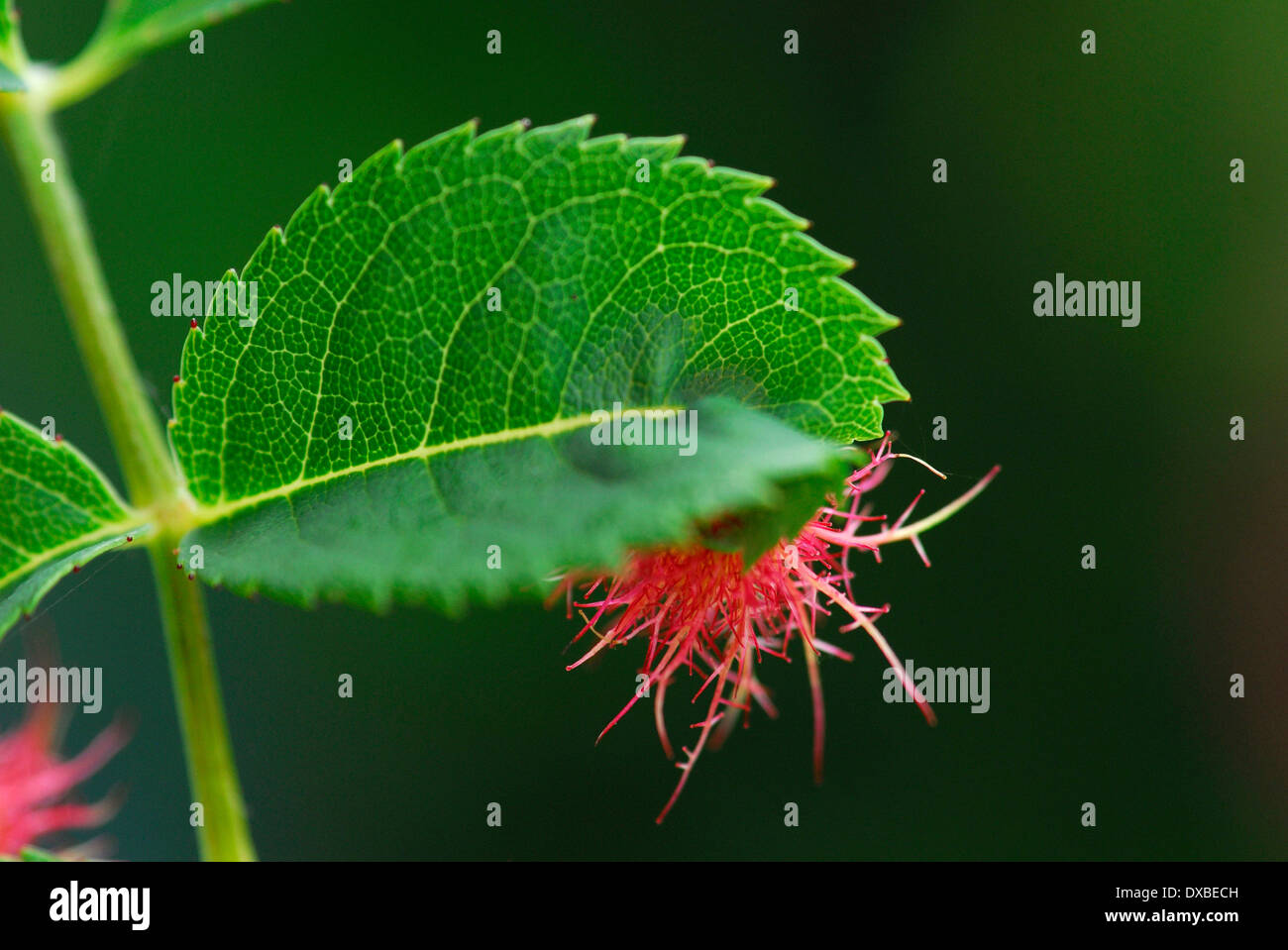 Diplolepis hi-res stock photography and images - Alamy