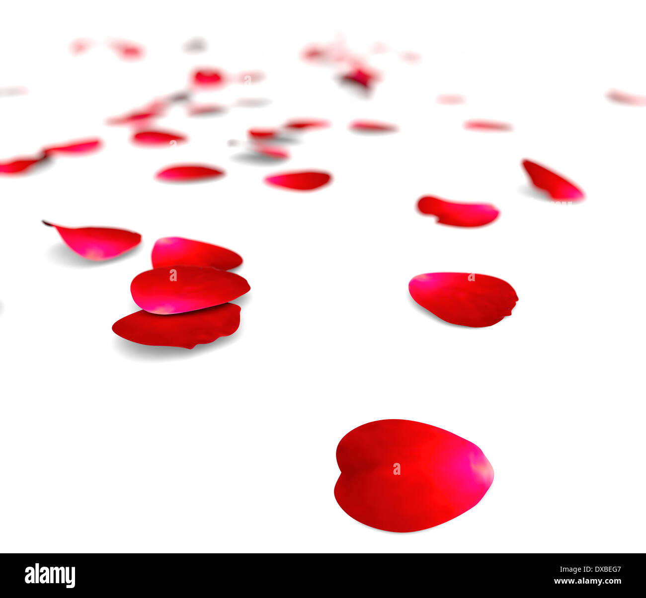 Petals of roses on a floor. The isolated background Stock Photo - Alamy