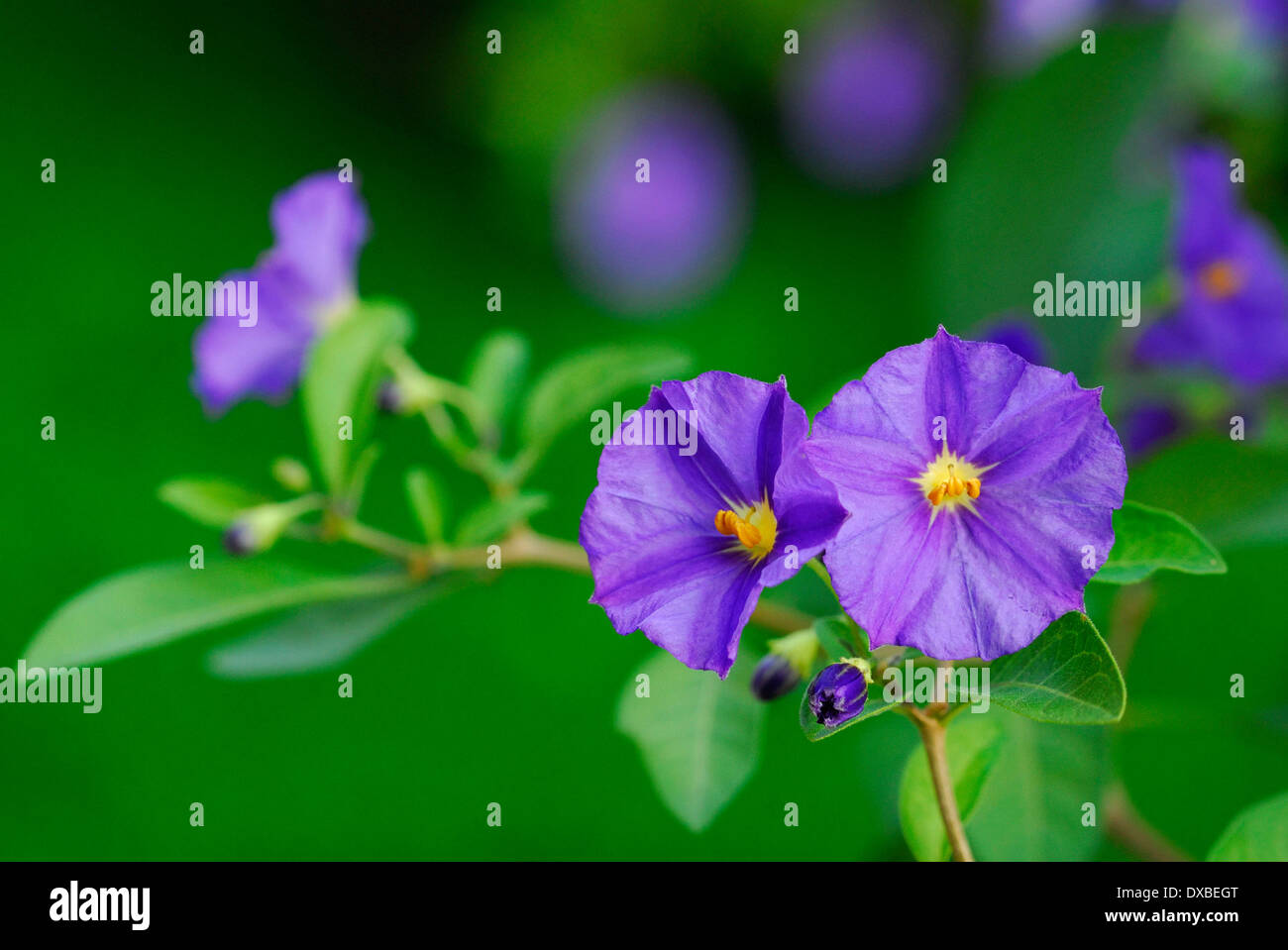 Solanum hi-res stock photography and images - Alamy