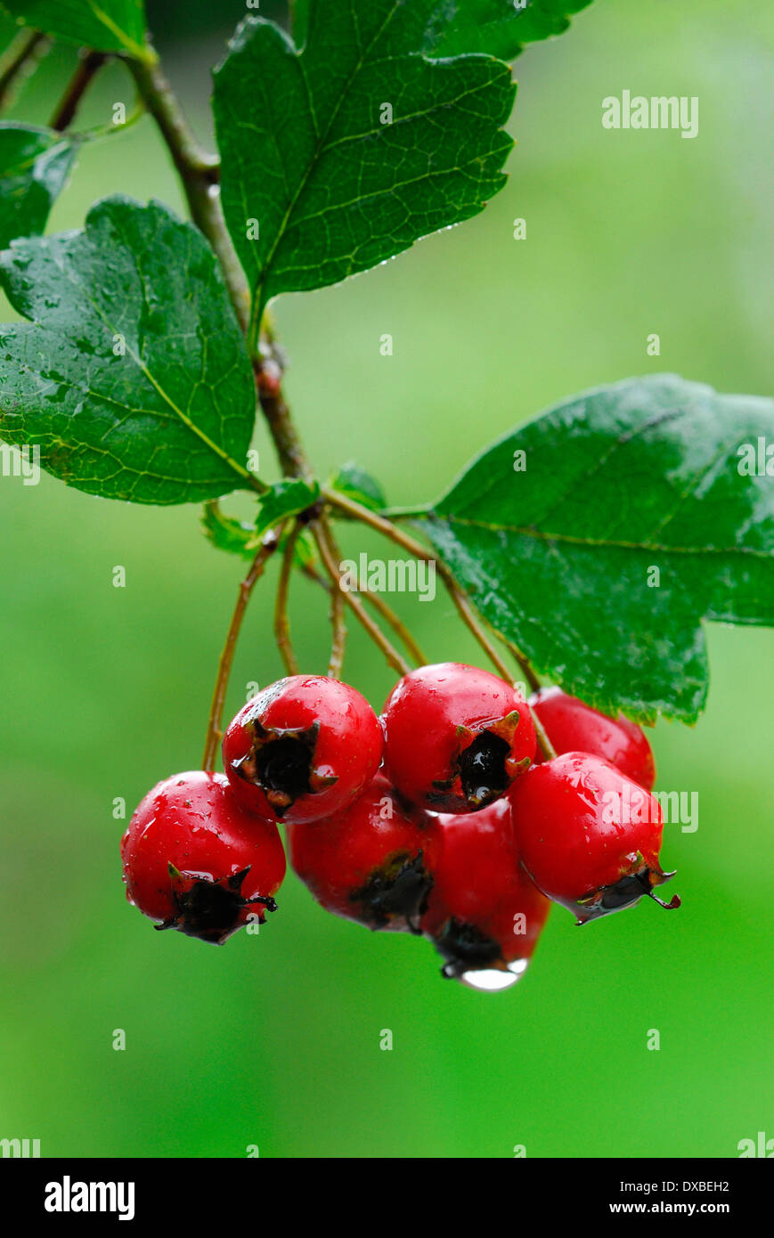 Crataegus monogyna hi-res stock photography and images - Alamy