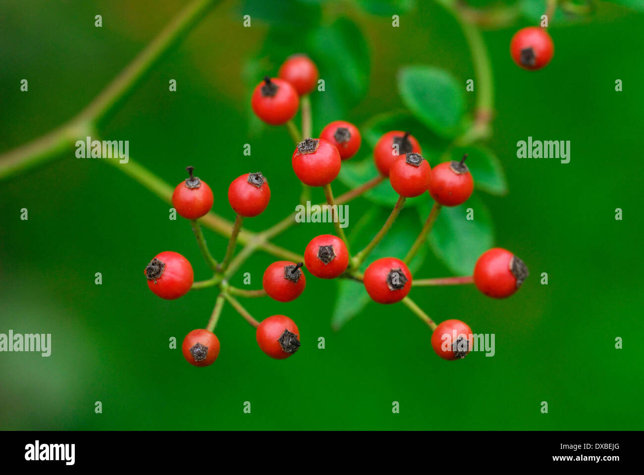 Multiflora Rose High Resolution Stock Photography and Images - Alamy