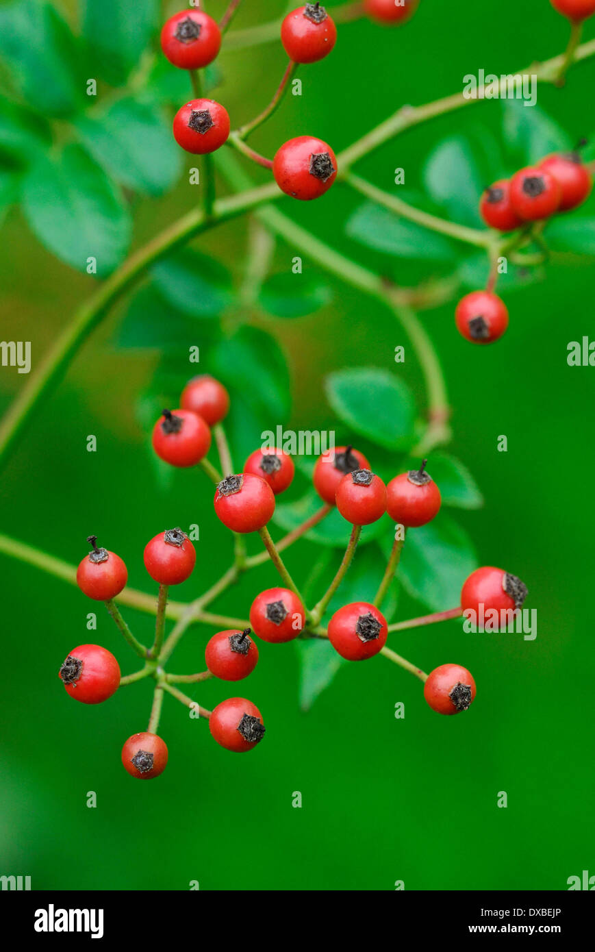 Rosa vertical hi-res stock photography and images - Alamy