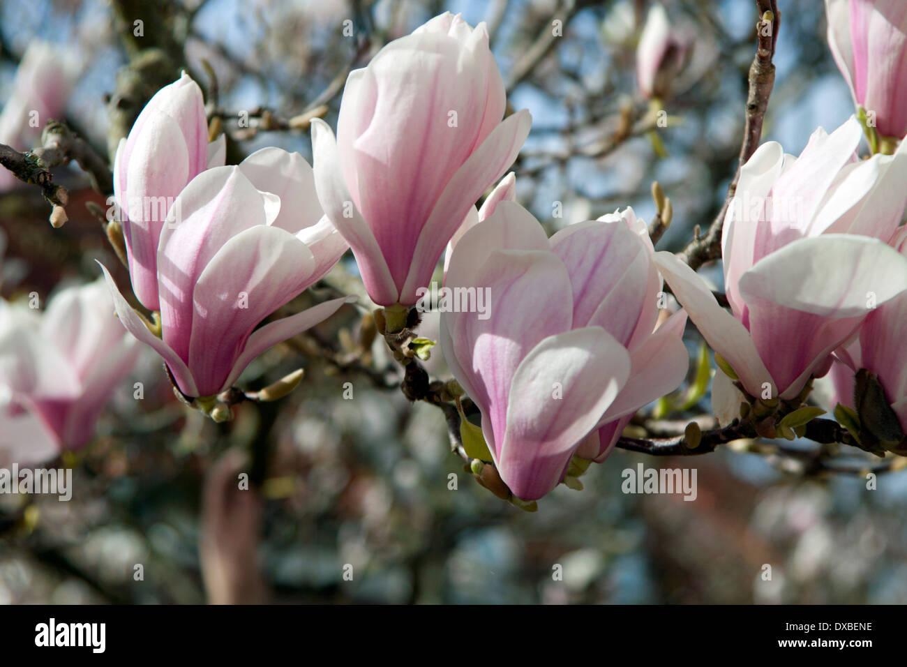 Flowering Magnolia Soulangeana with early-blooming flowers, in various ...