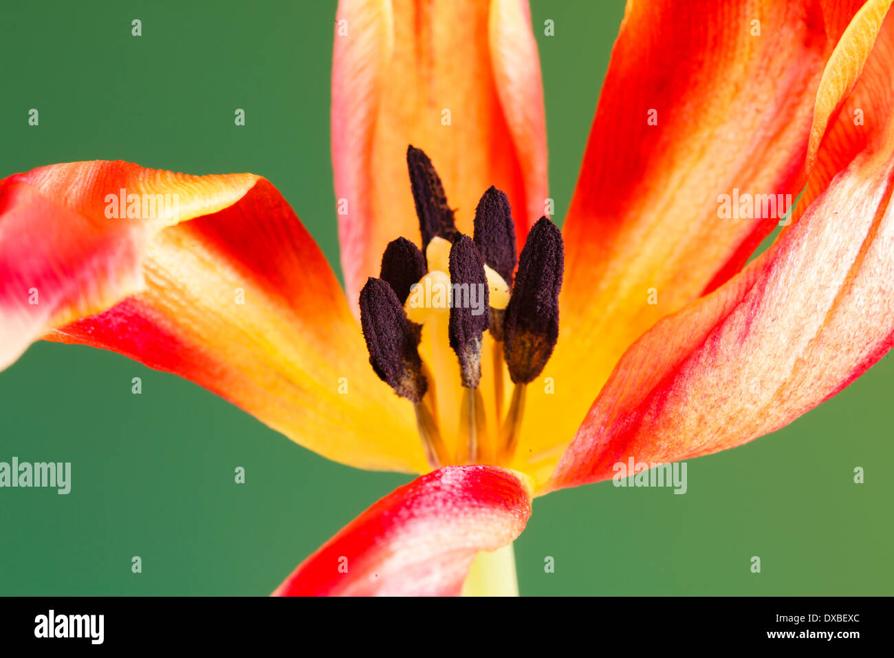 Just before fading hi-res stock photography and images - Alamy