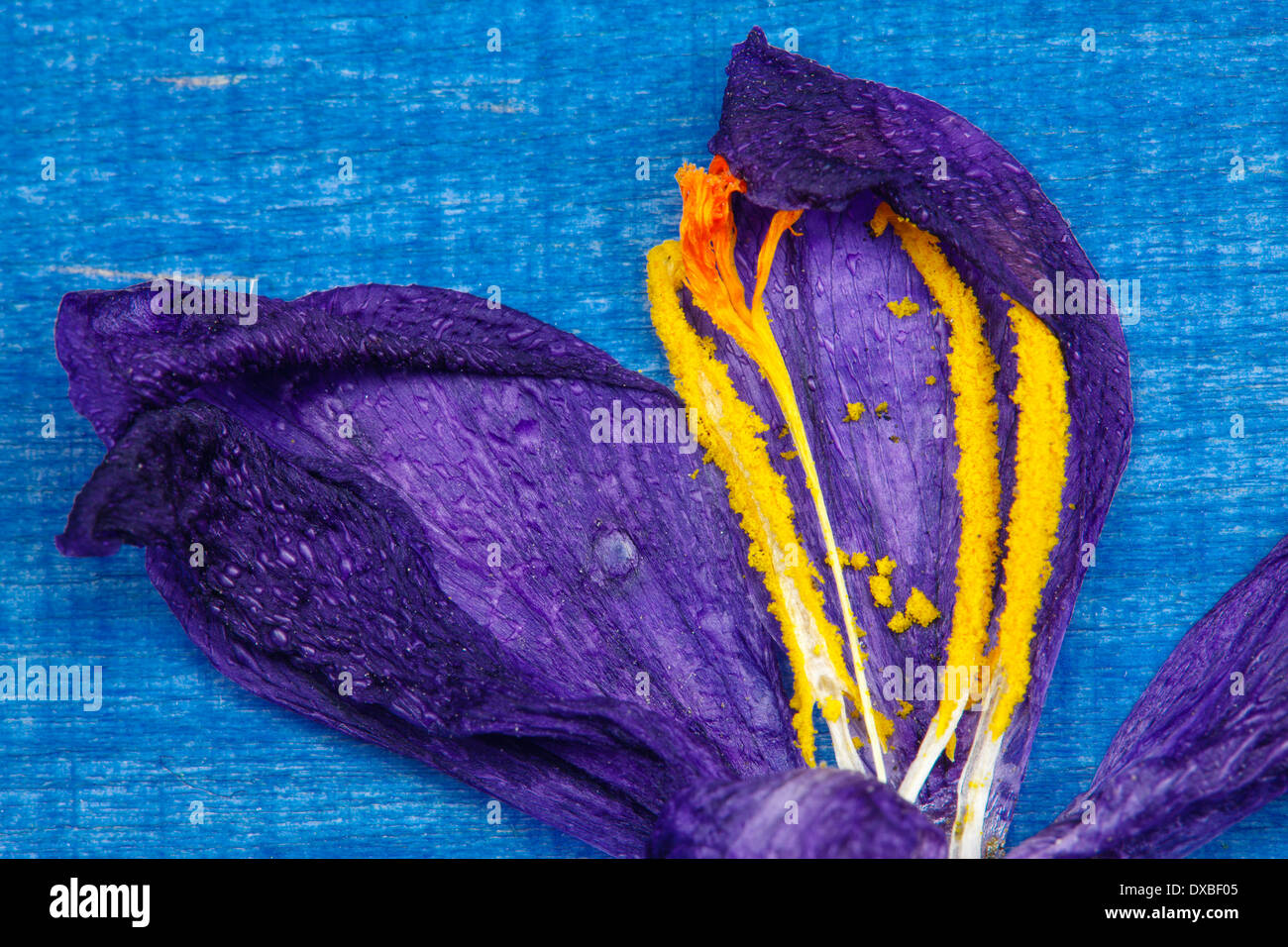 Withered up hi-res stock photography and images - Alamy