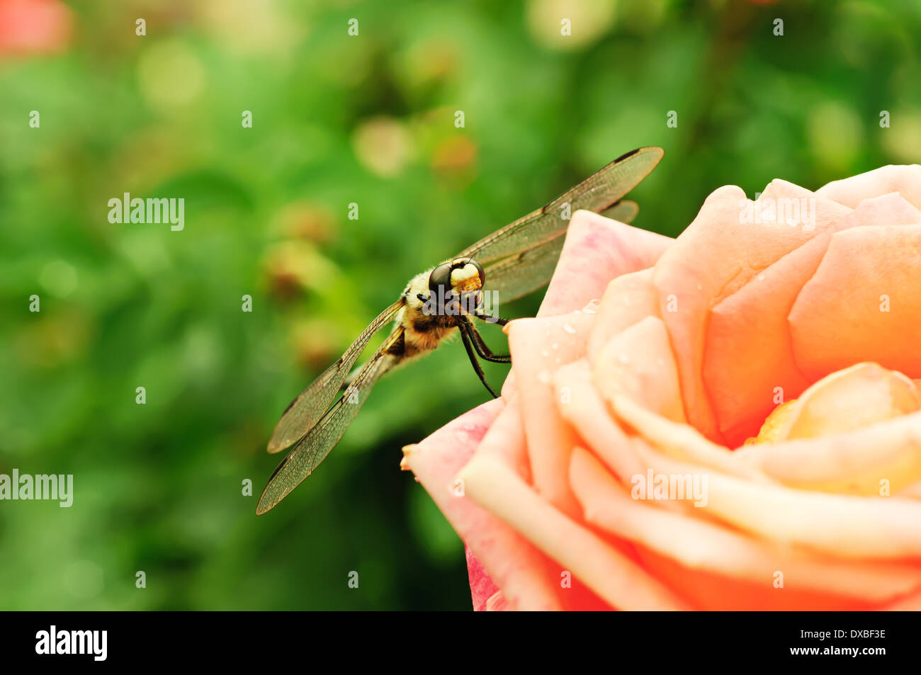Rose and nature dragon hi-res stock photography and images - Alamy