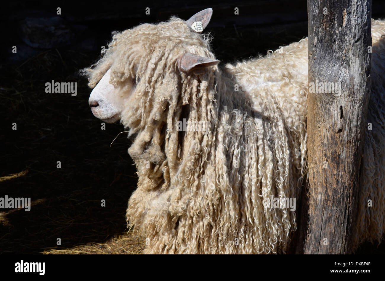 Adult sheep hi-res stock photography and images - Alamy