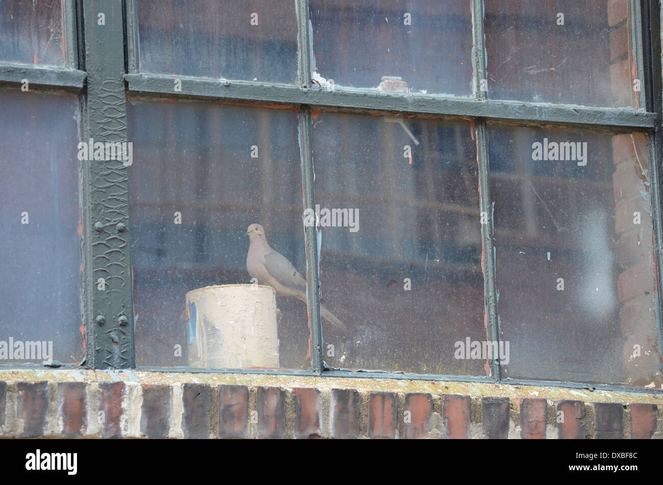Pigeon behind old window Stock Photo - Alamy