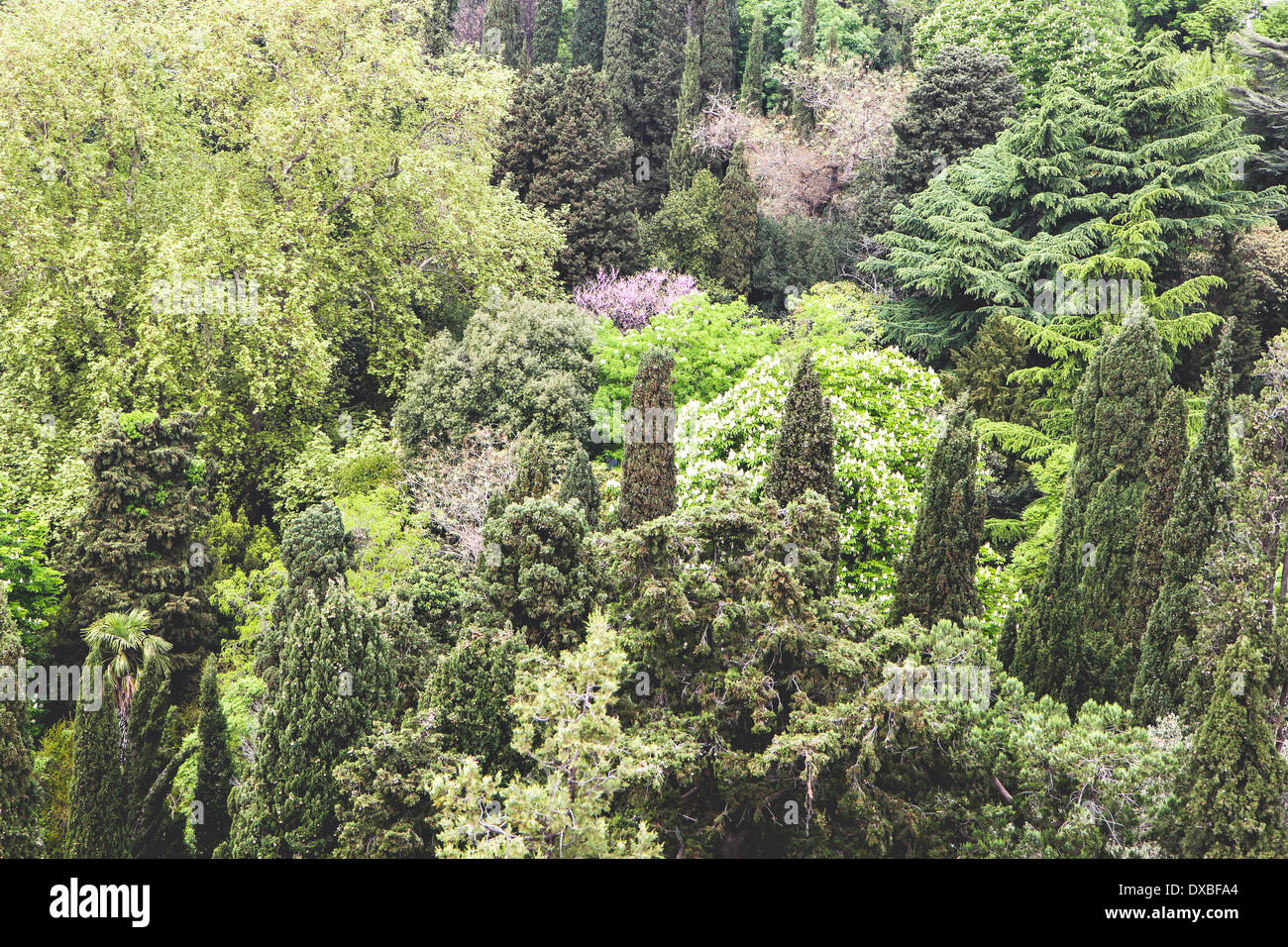 Different tree types hi-res stock photography and images - Alamy