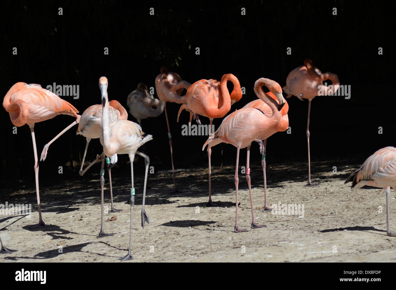 Spain animals hi-res stock photography and images - Alamy