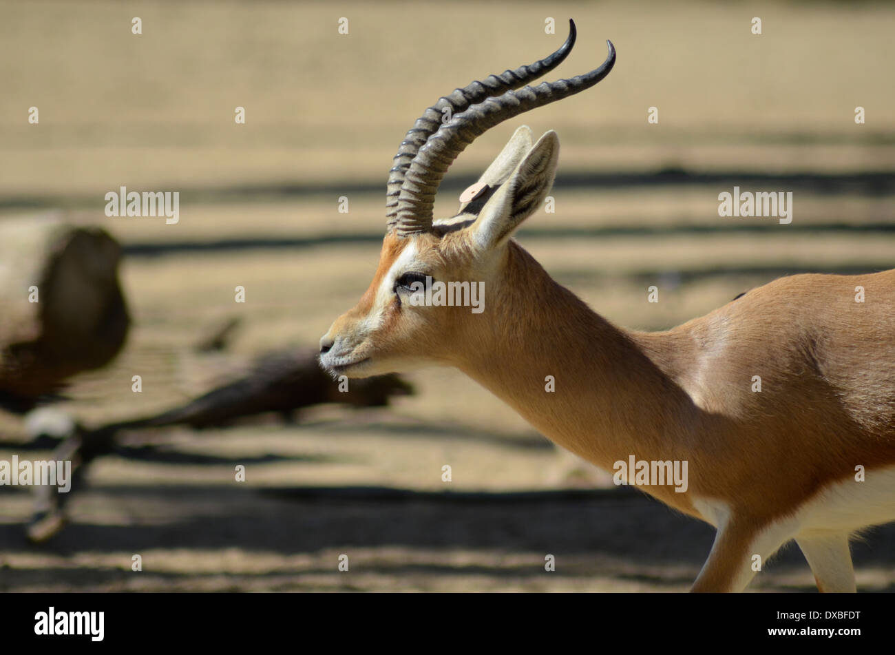 Spain animals hi-res stock photography and images - Alamy