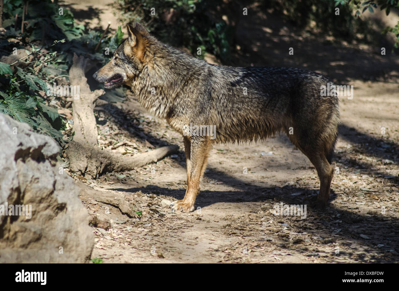 Wolf spain animal hi-res stock photography and images - Alamy