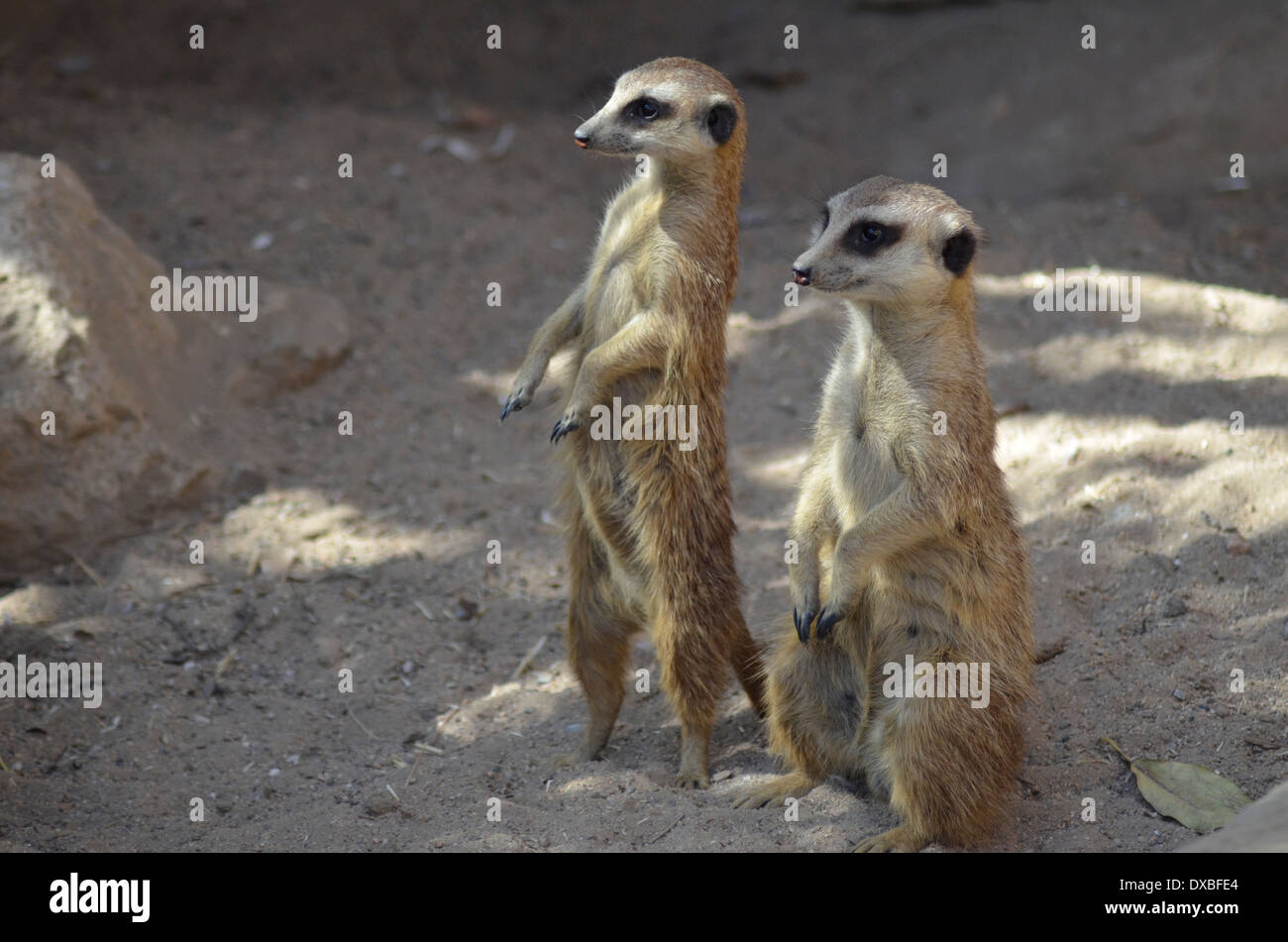 Spain animals hi-res stock photography and images - Alamy