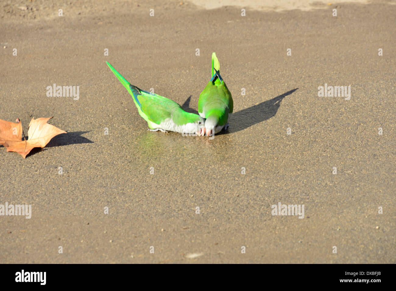 Parrot barcelona hi-res stock photography and images - Alamy
