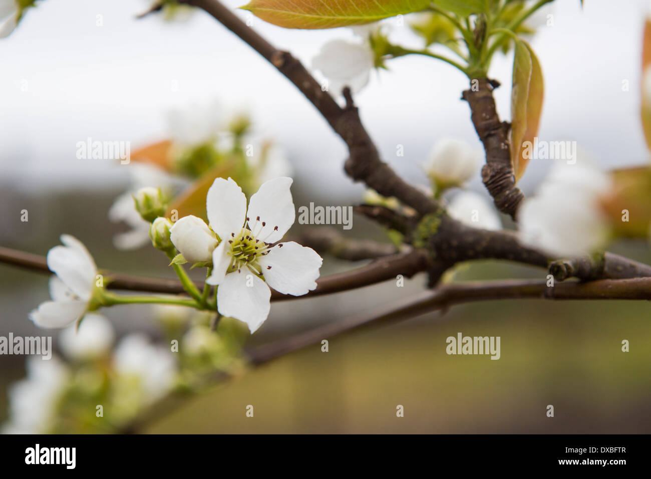 Pear tree fruit hi-res stock photography and images - Alamy