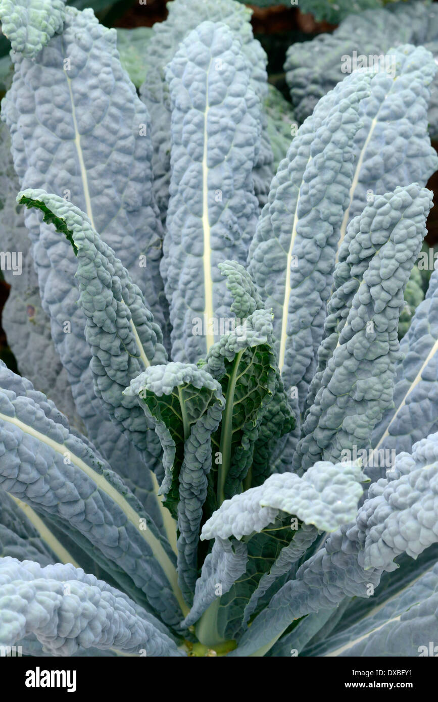 Palm variety hi-res stock photography and images - Alamy