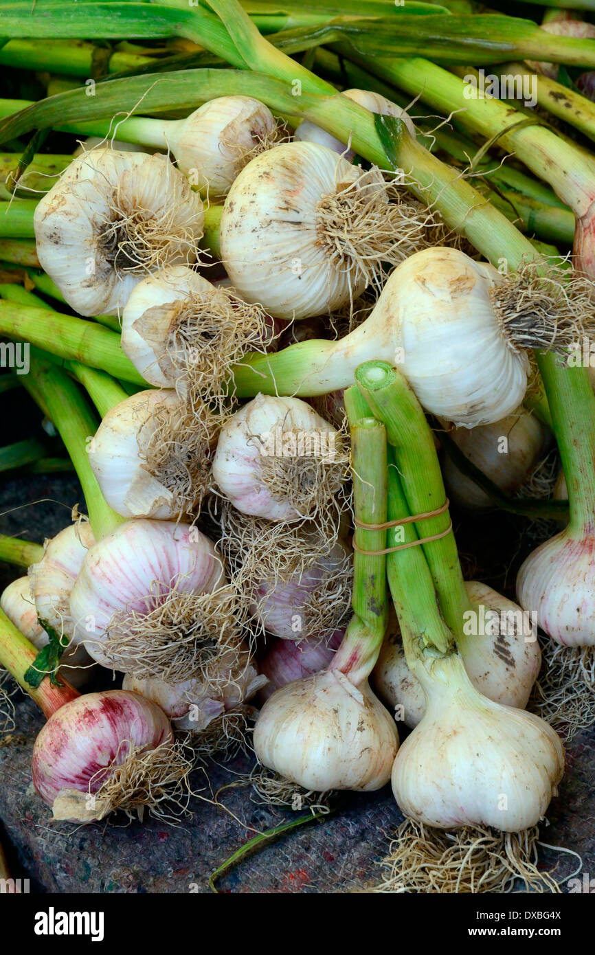 Open garlic hi-res stock photography and images - Alamy