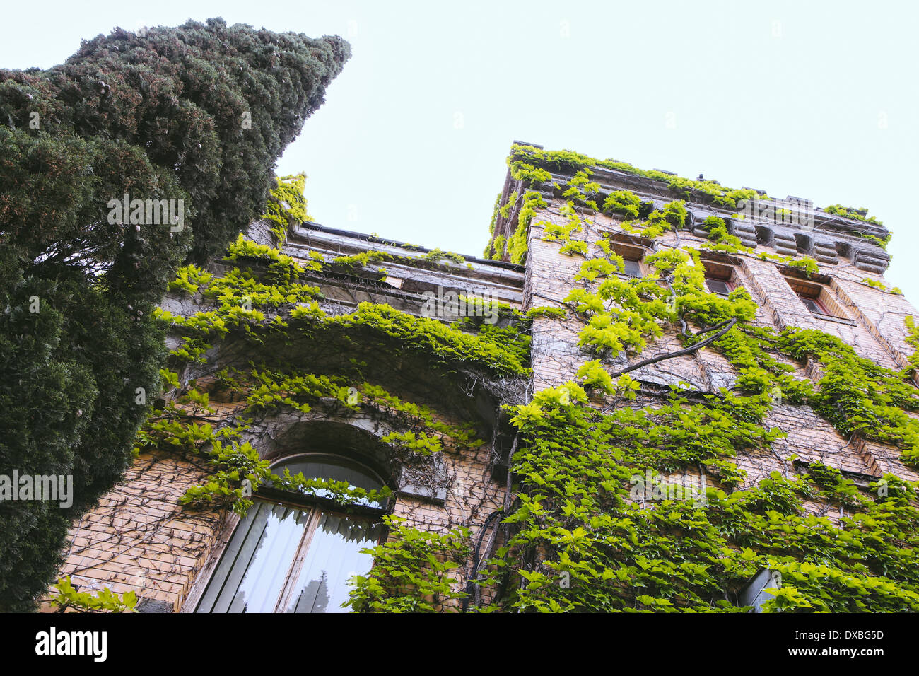 Ivy on castle wall hi-res stock photography and images - Alamy