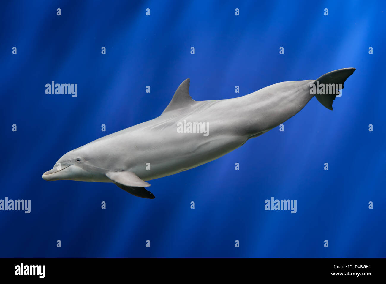 Smiling dolphin underwater hi-res stock photography and images - Alamy