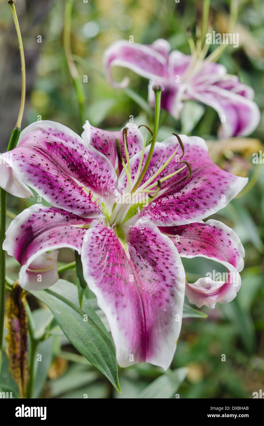 Purple Lily Flowers