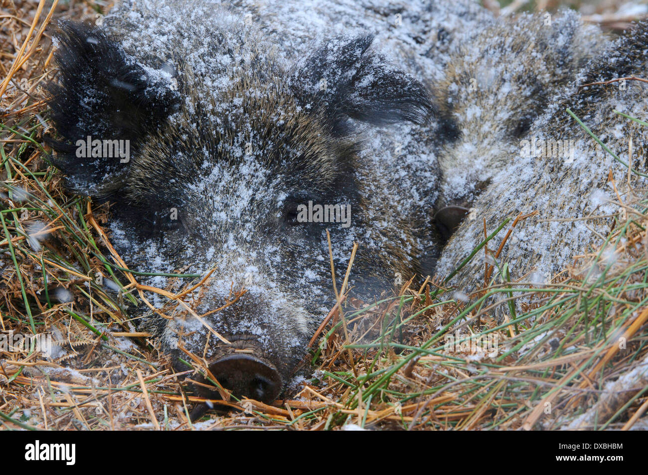 Resting boars hi-res stock photography and images - Alamy