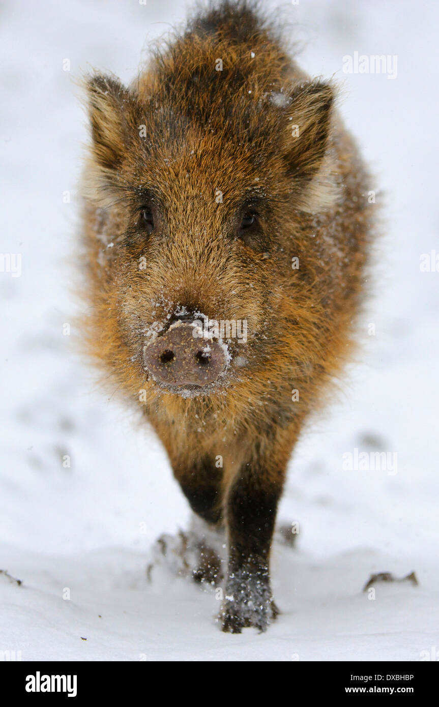 Boar eye hi-res stock photography and images - Alamy