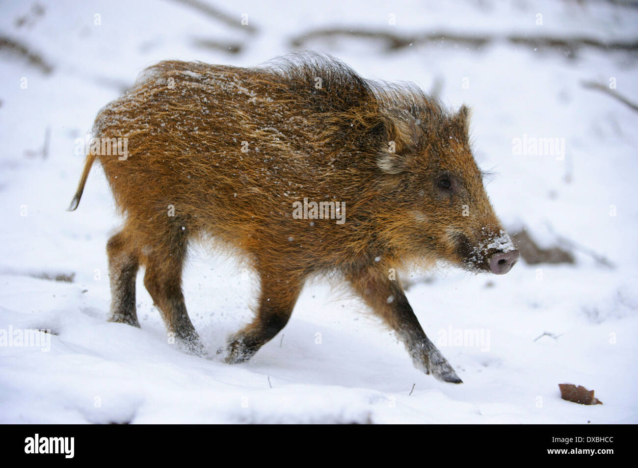 Running wild boar hi-res stock photography and images - Alamy