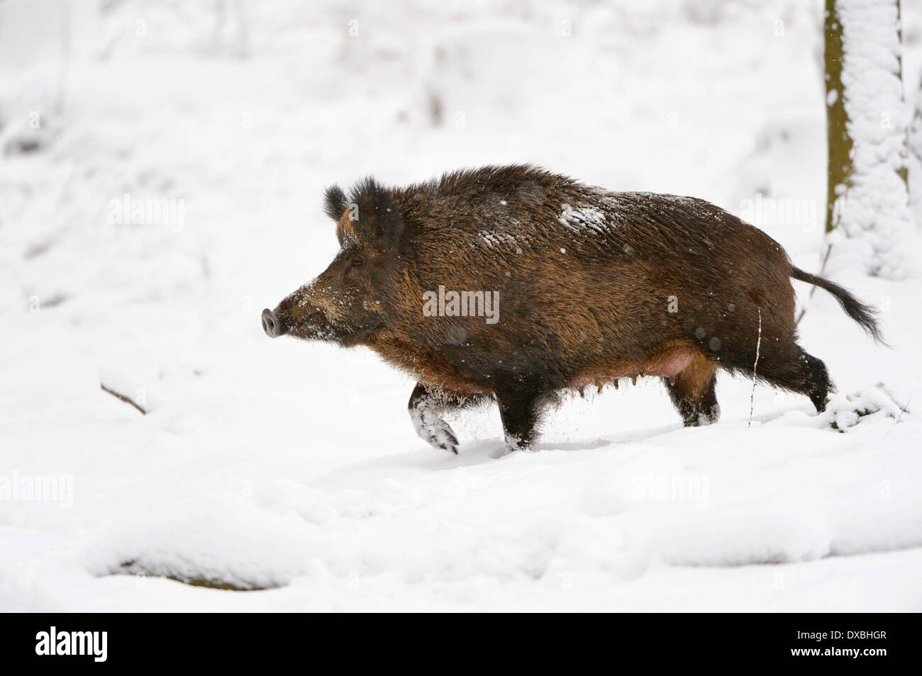 Adult female boar hi-res stock photography and images - Alamy