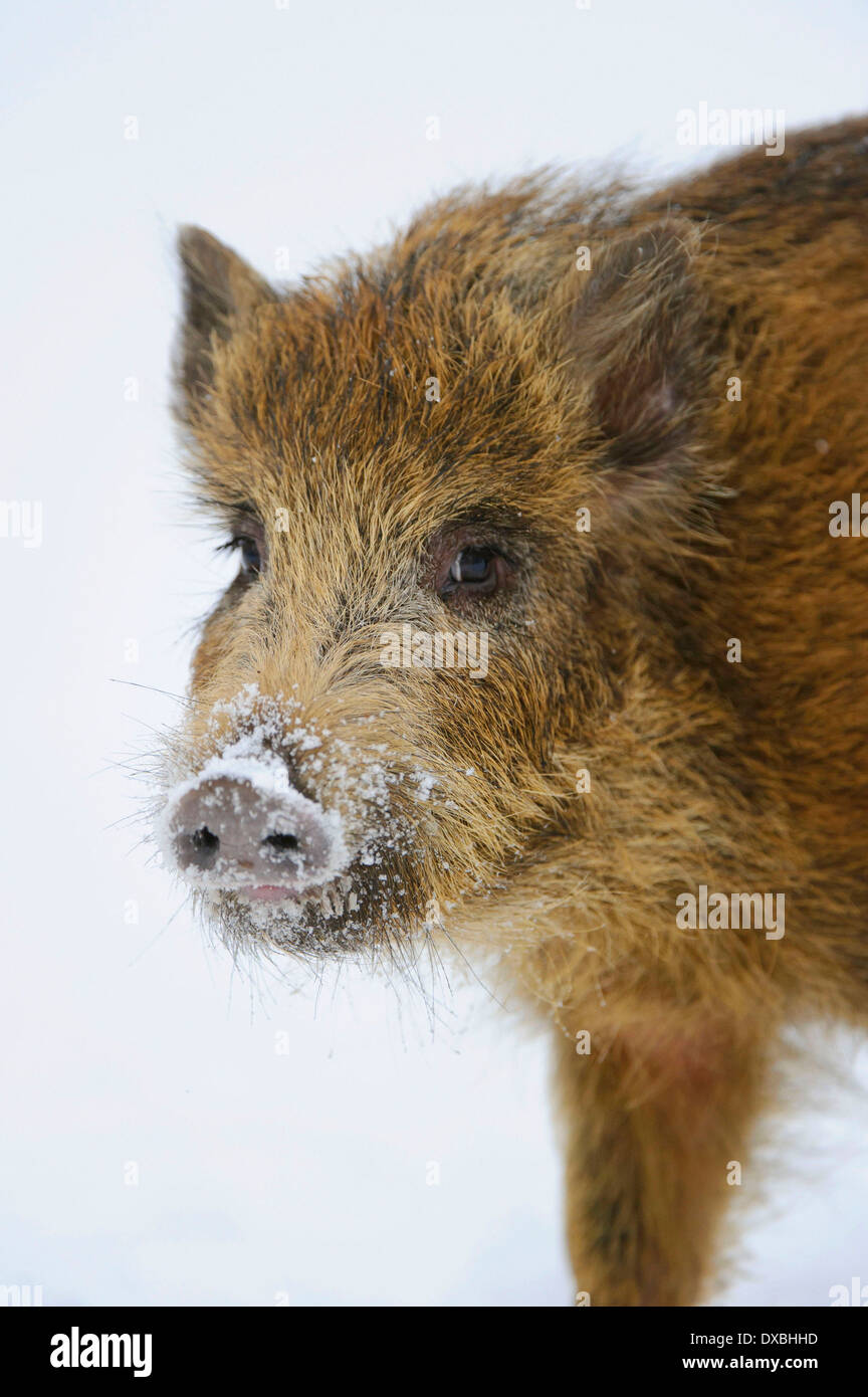Boar eye hi-res stock photography and images - Alamy