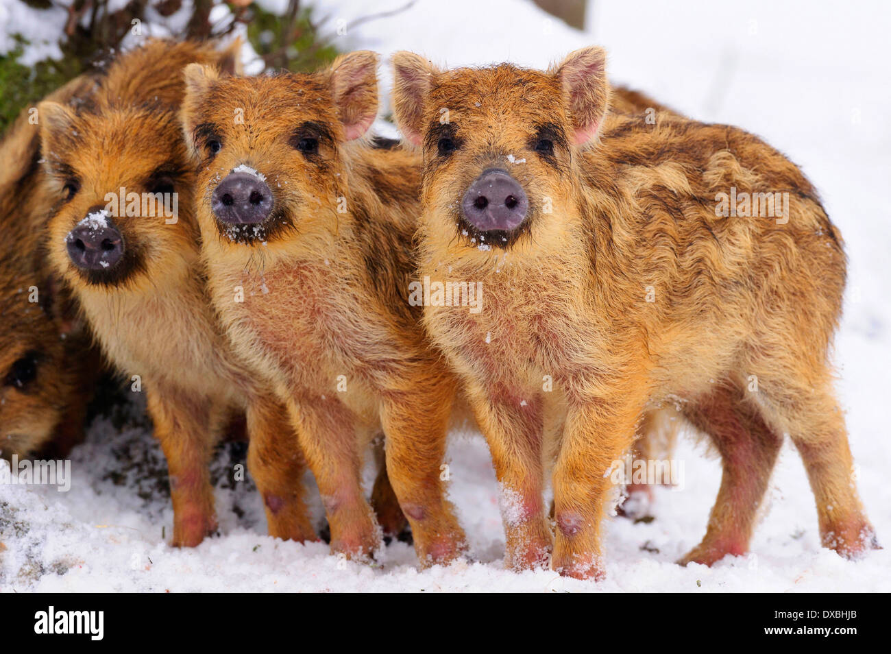 Boar siblings hi-res stock photography and images - Alamy