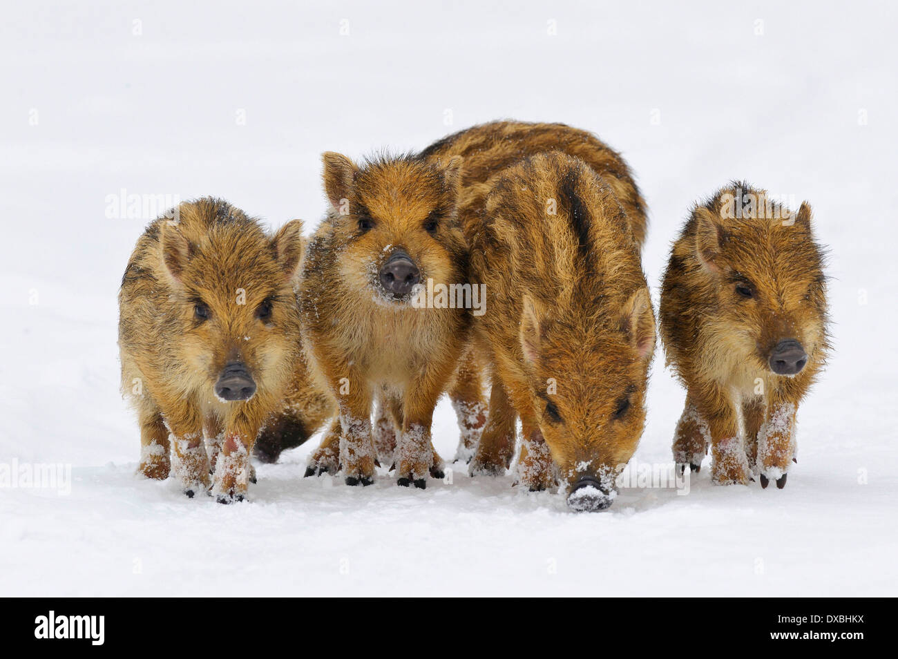 Group of boar hi-res stock photography and images - Alamy