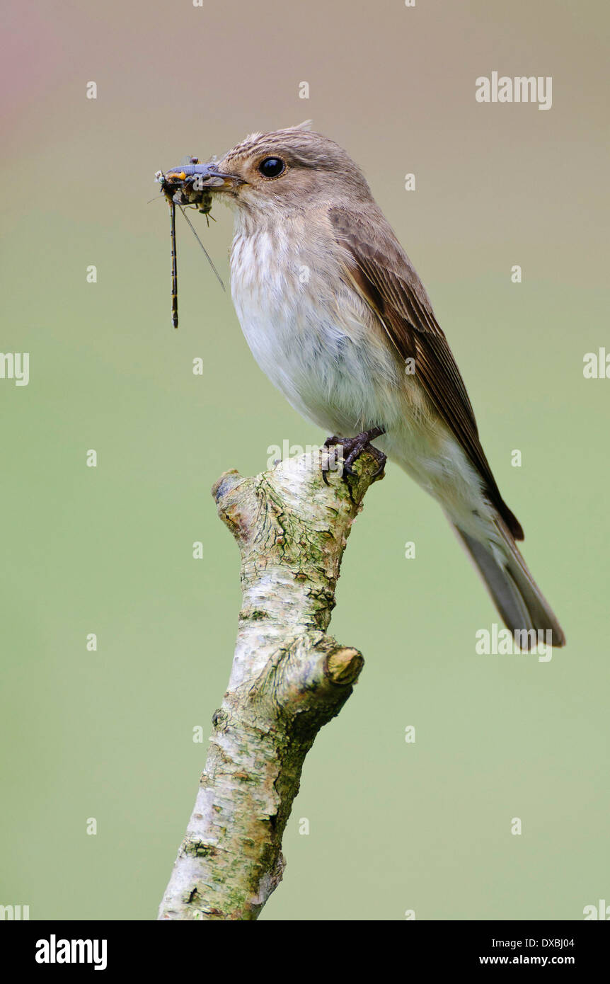 Spotted flycatcher hi-res stock photography and images - Alamy