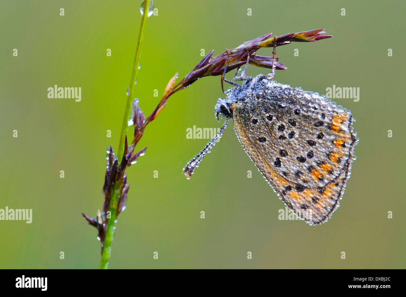 Common blue hi-res stock photography and images - Alamy