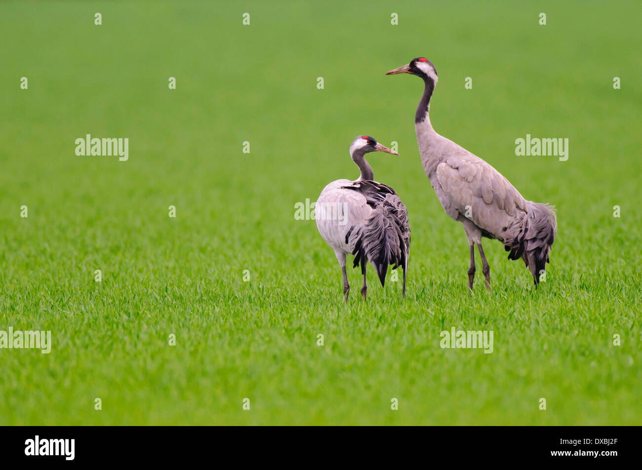 Common crane hi-res stock photography and images - Alamy