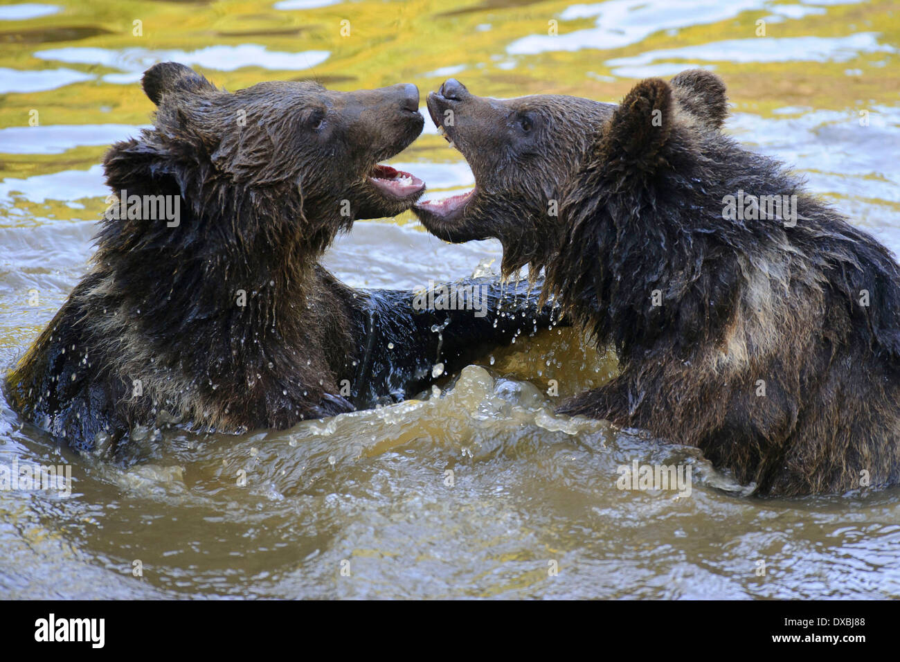 Brown bear communication High Resolution Stock Photography and Images ...