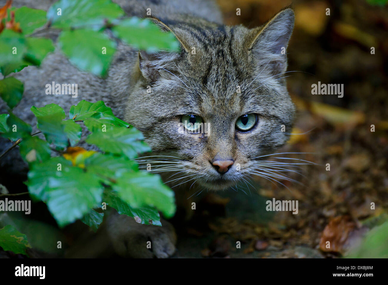 Common Wild Cat, European Wild Cat Stock Photo - Alamy