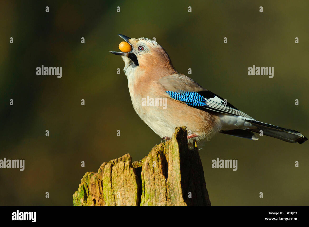 Acorn eating birds hi-res stock photography and images - Alamy