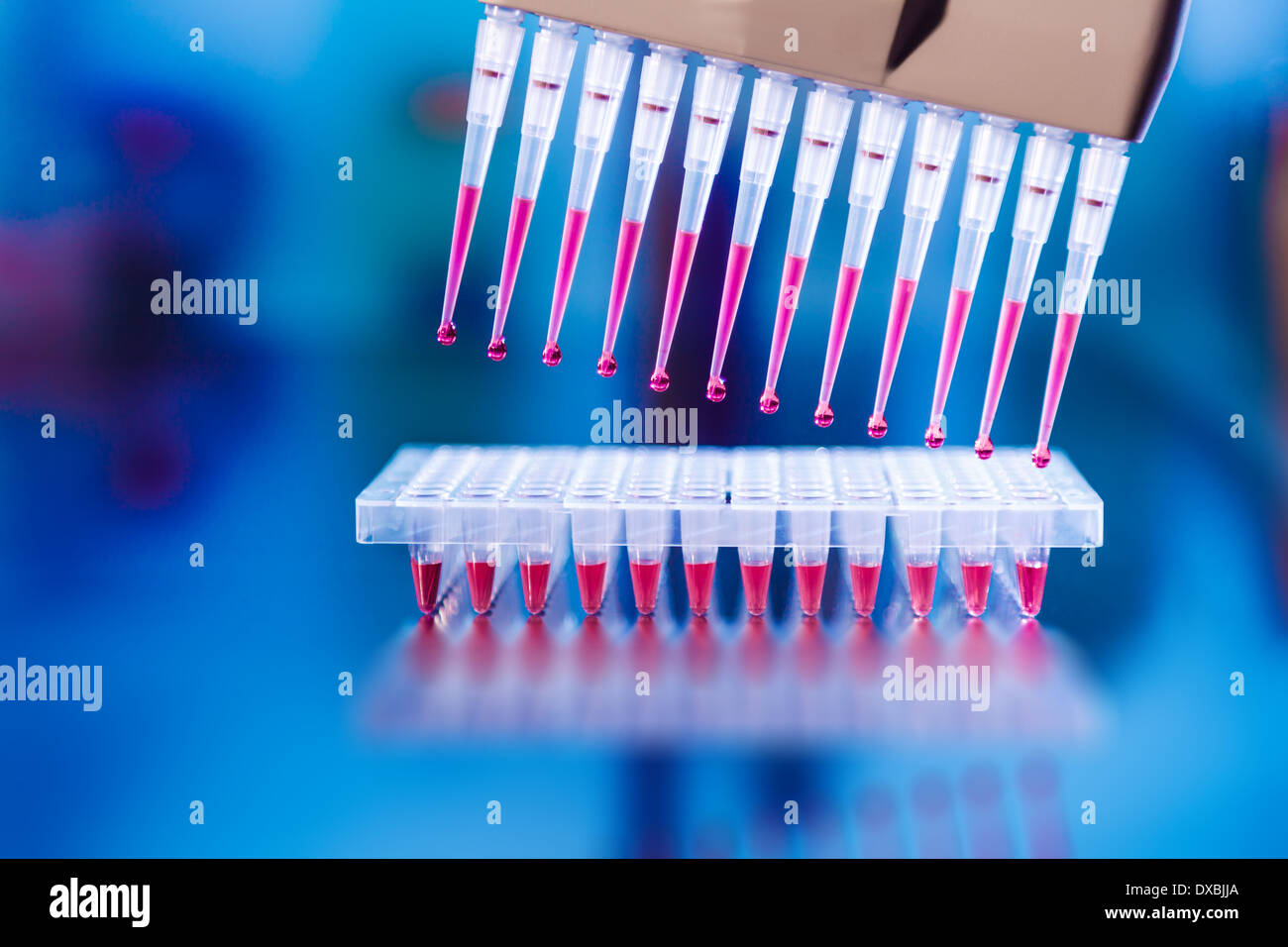 multi pipette in microbiology laboratory Stock Photo - Alamy