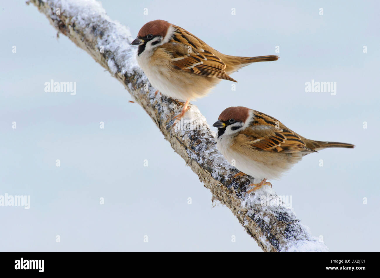 Sparrow pair hi-res stock photography and images - Alamy