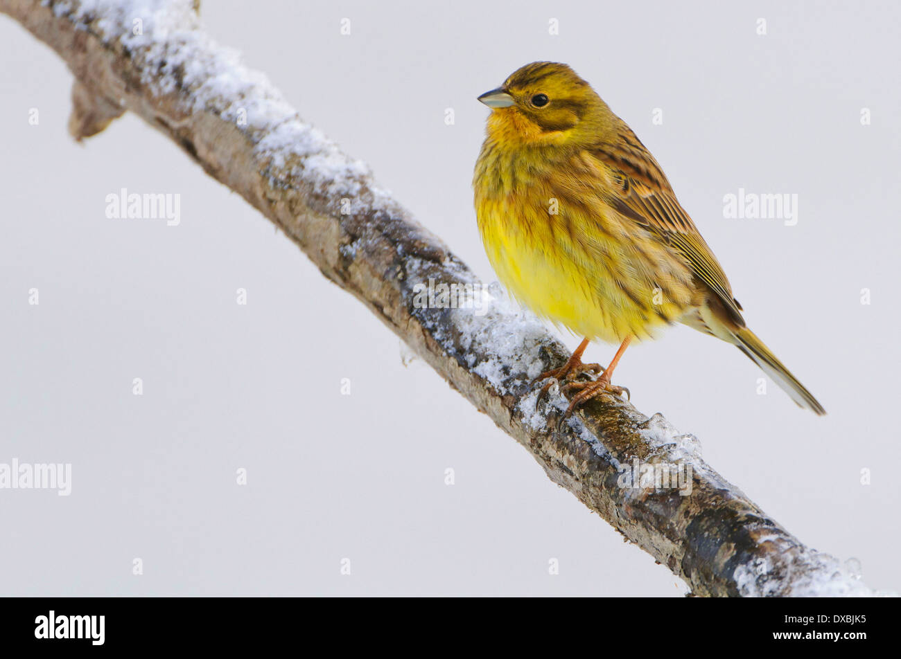 Yellowhammer hi-res stock photography and images - Alamy